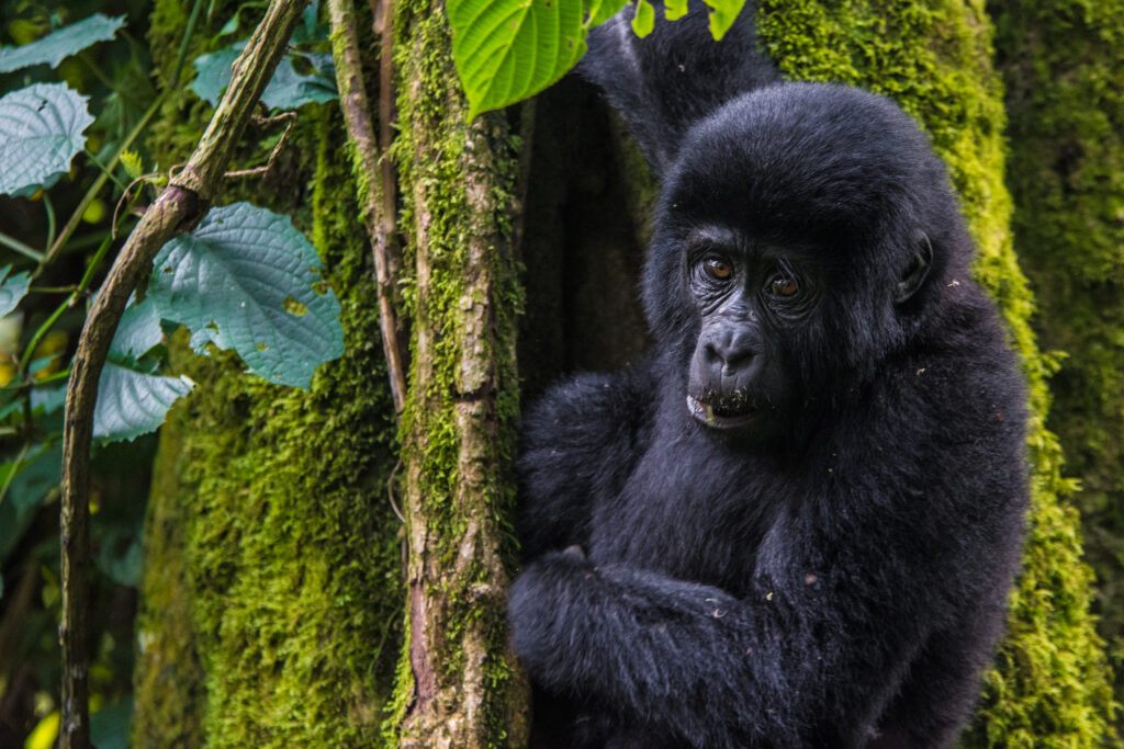 2 Day Rwanda Gorilla Trekking Tour from Kigali